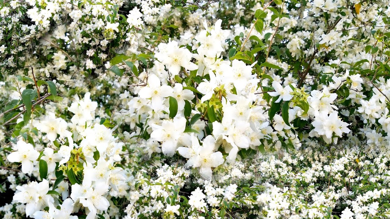 Highly Scented Flowers "Mock Orange" (Philadelphus) | Jasmike - YouTube
