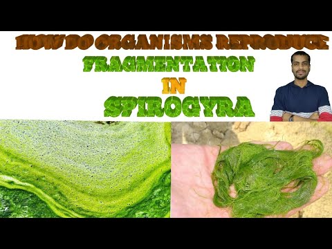 FRAGMENTATION#Fragmentation in Spirogyra Class-10th&12th|Science ...