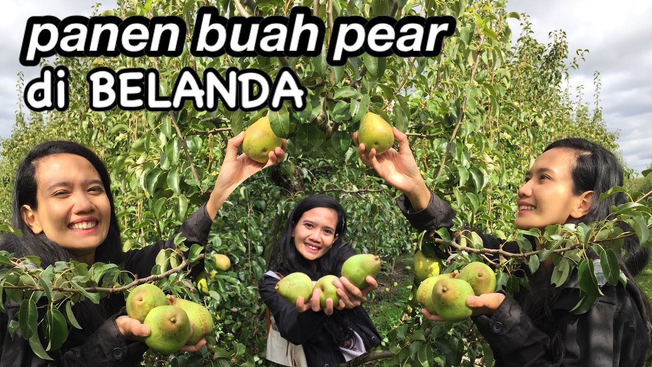 PANEN BUAH PEAR DI LUAR NEGERI 2020 | PANEN BUAH PIR JAMBU DI BELANDA ...