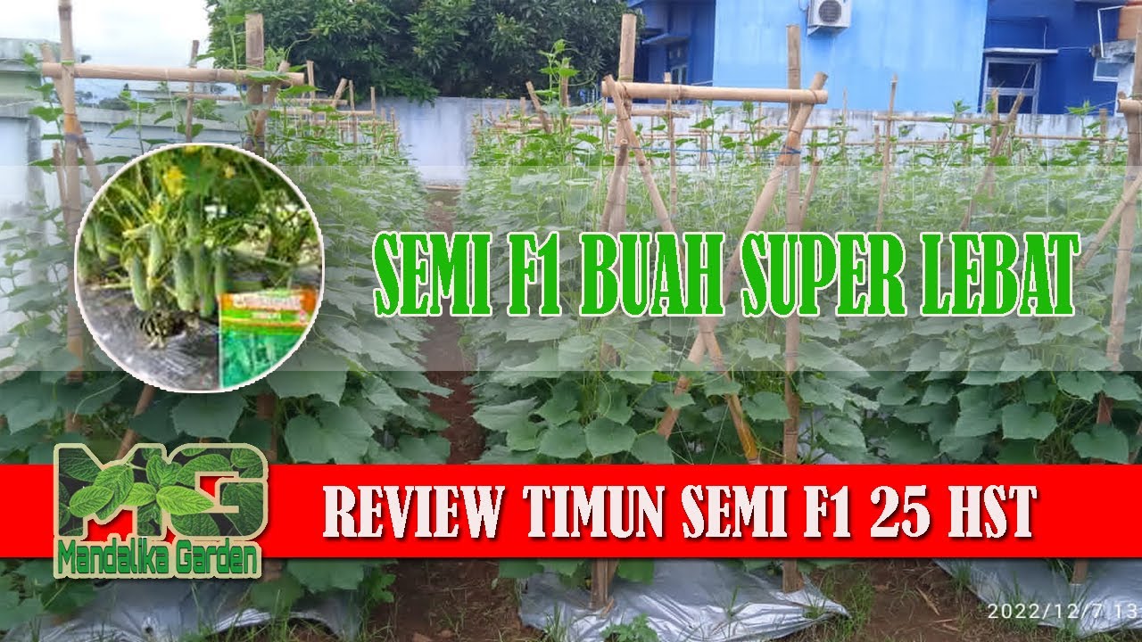 Review Timun Semi F1 usia 25 Hst || Budidaya Timun || Mandalika Garden ...