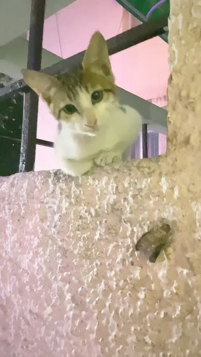 FAMILY #love #cat #cats #youtubeshorts #short #shorts #kitten #family #animals #kindness #baby # ...