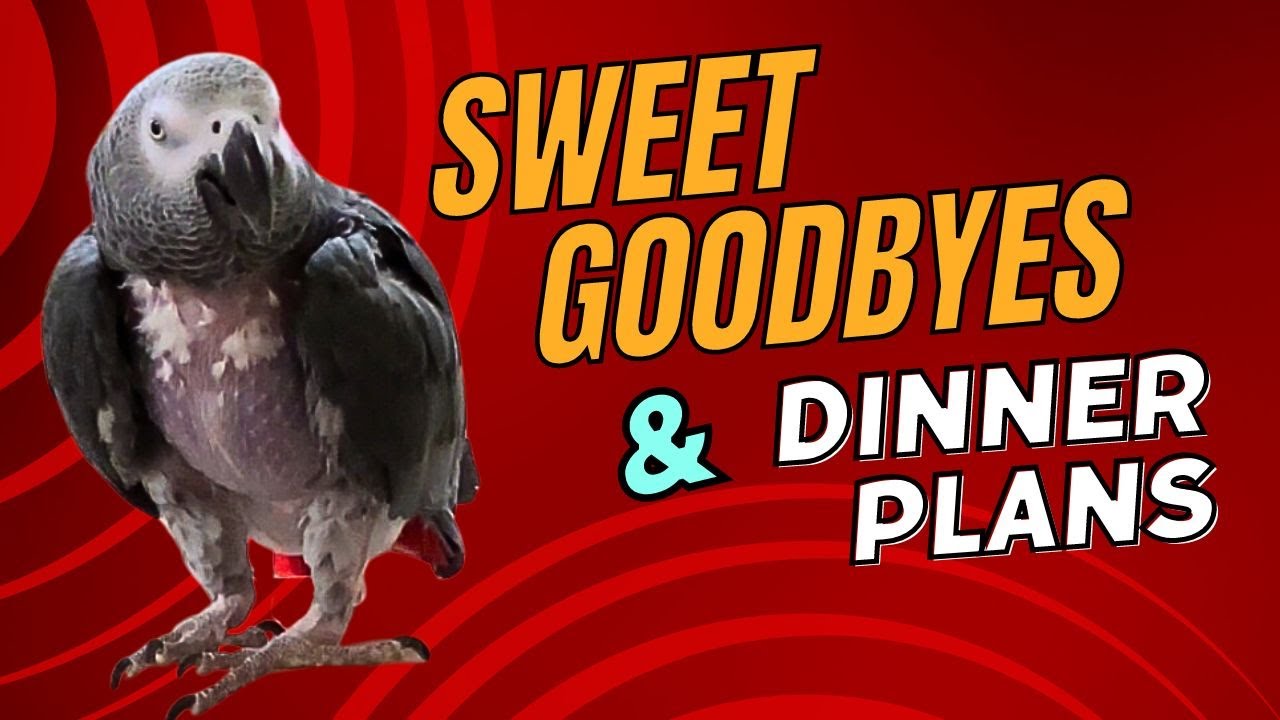 Einstein's Goodbye Ritual: Sweet Goodbyes and Dinner Plans! - YouTube
