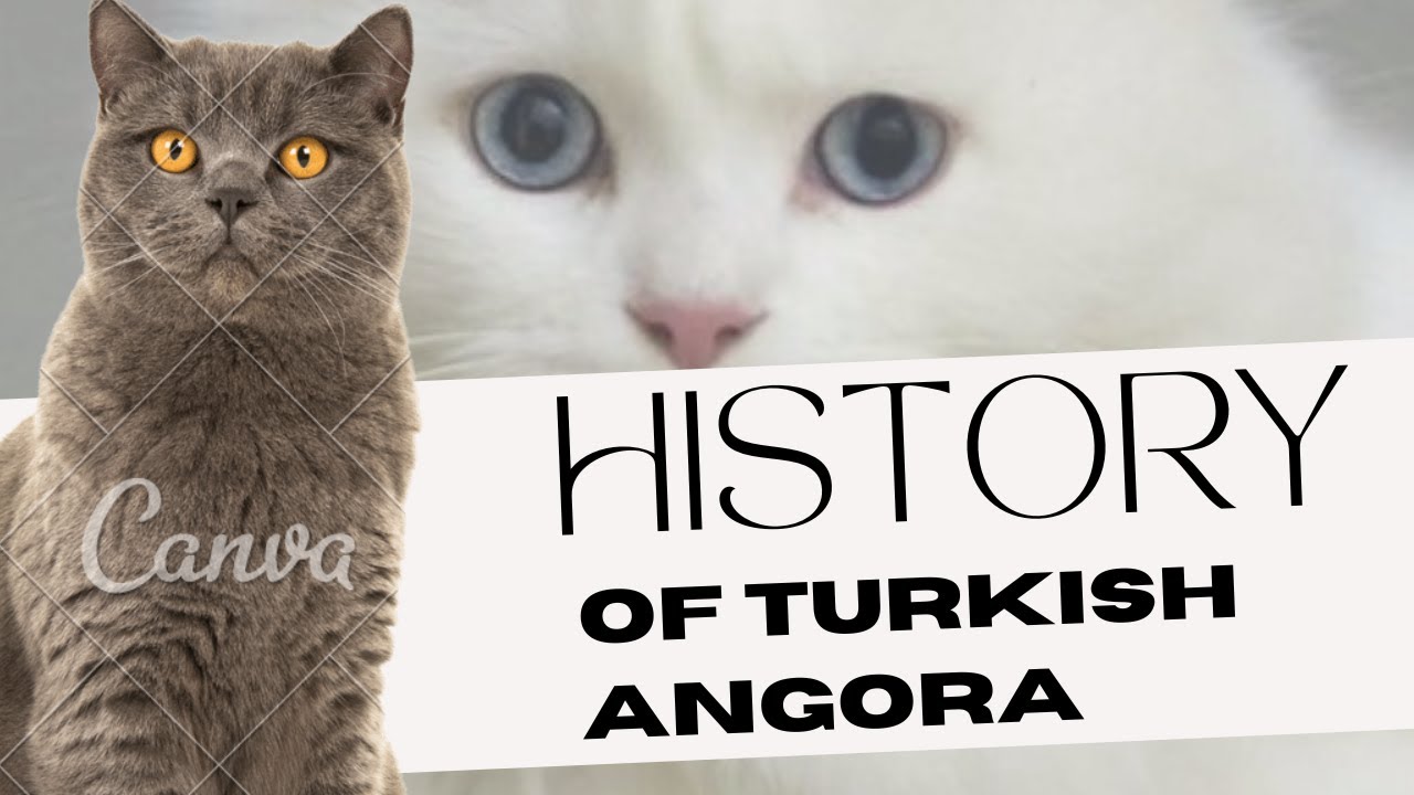 Top10 cute baby cats videos (4) | Compilation of funny moments of ...
