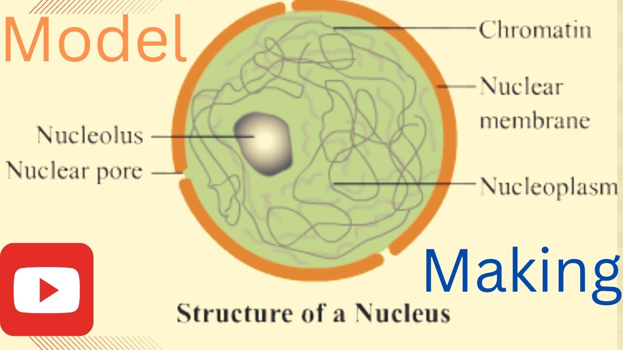 Model of Nucleus - YouTube