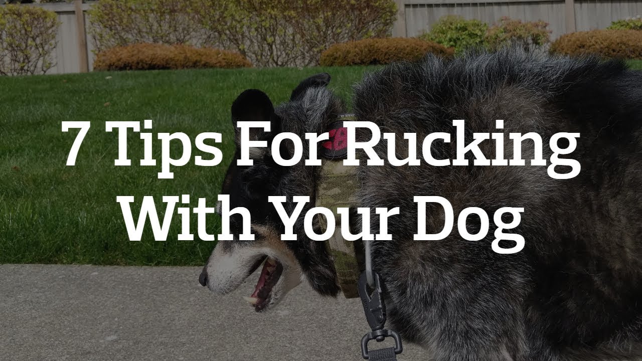 7 Tips For Rucking With Your Dog (GORUCK Ruck Your Dog) - YouTube