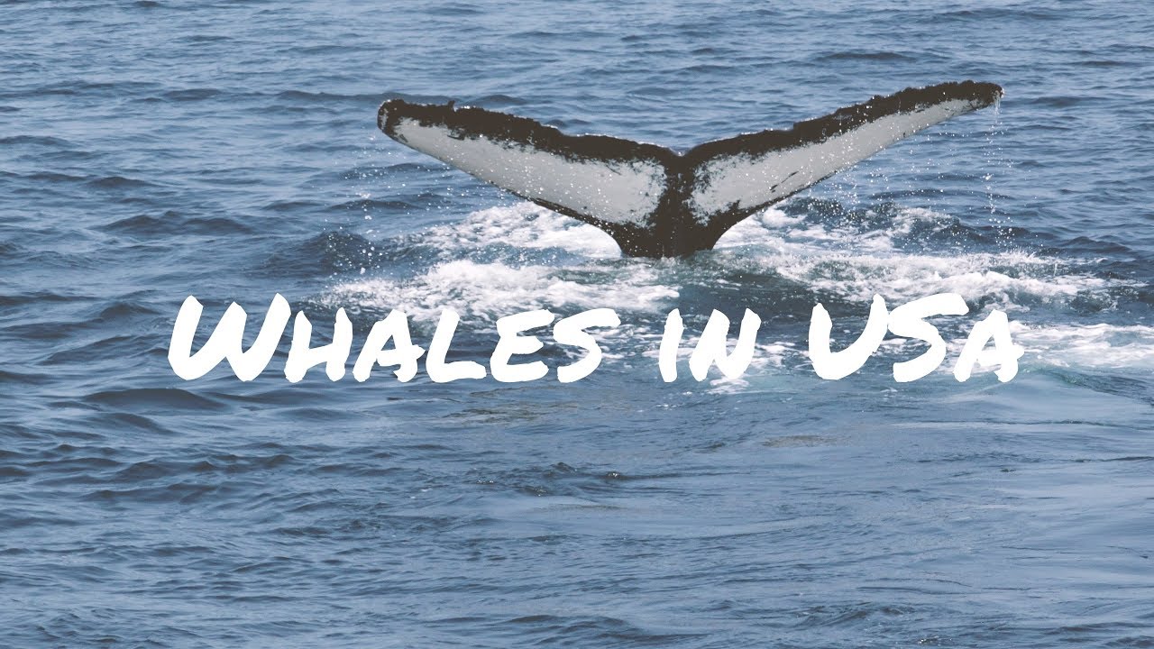 Whales in USA filmed in 4k - YouTube