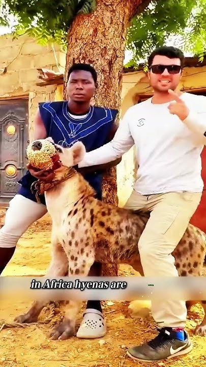 Hyenas Have It Rough in Africa! #HyenaLife #WildlifeEncounters #AnimalStories #foryou - YouTube