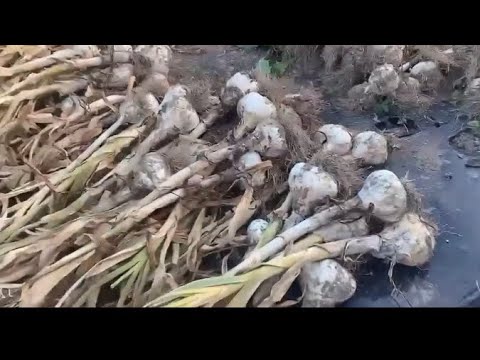 Garlic in Japan - YouTube