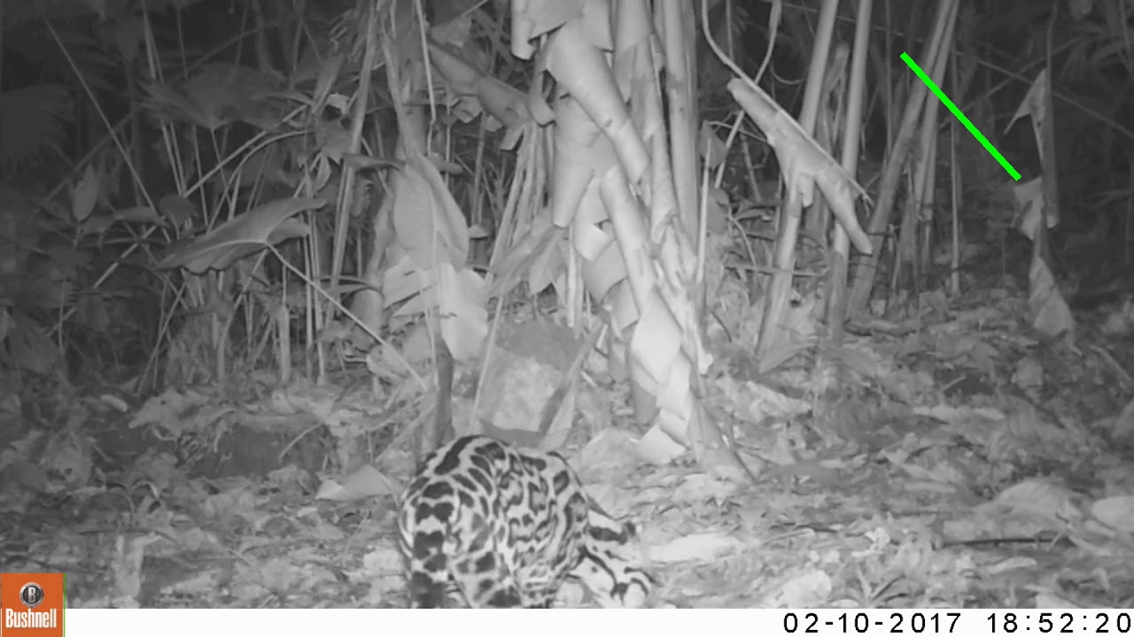 Puma and Ocelot Intraguild Interaction - YouTube