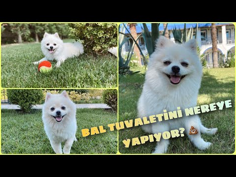 BAL TUVALETİNİ NEREYE YAPIYOR? 😄💩