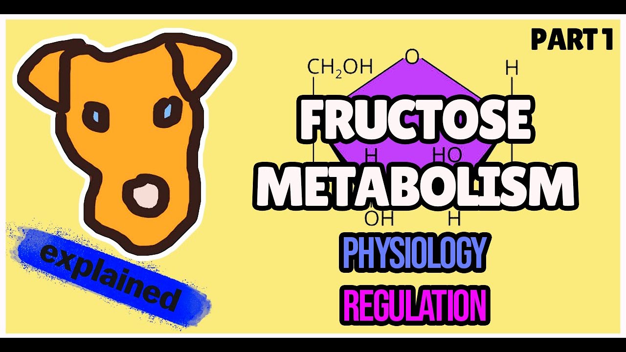 FRUCTOSE Metabolism Pathway for Step 1 Biochemistry - YouTube