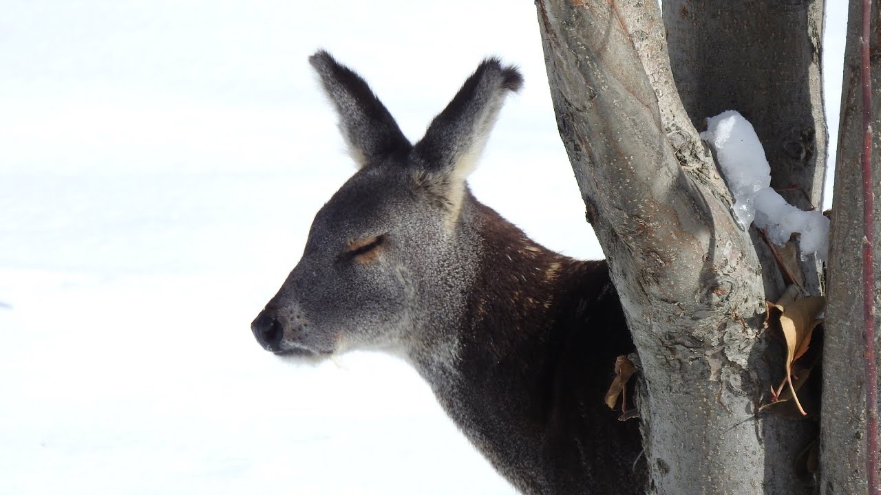 Himalayan Musk Deer // कस्तूरी मृग // - YouTube