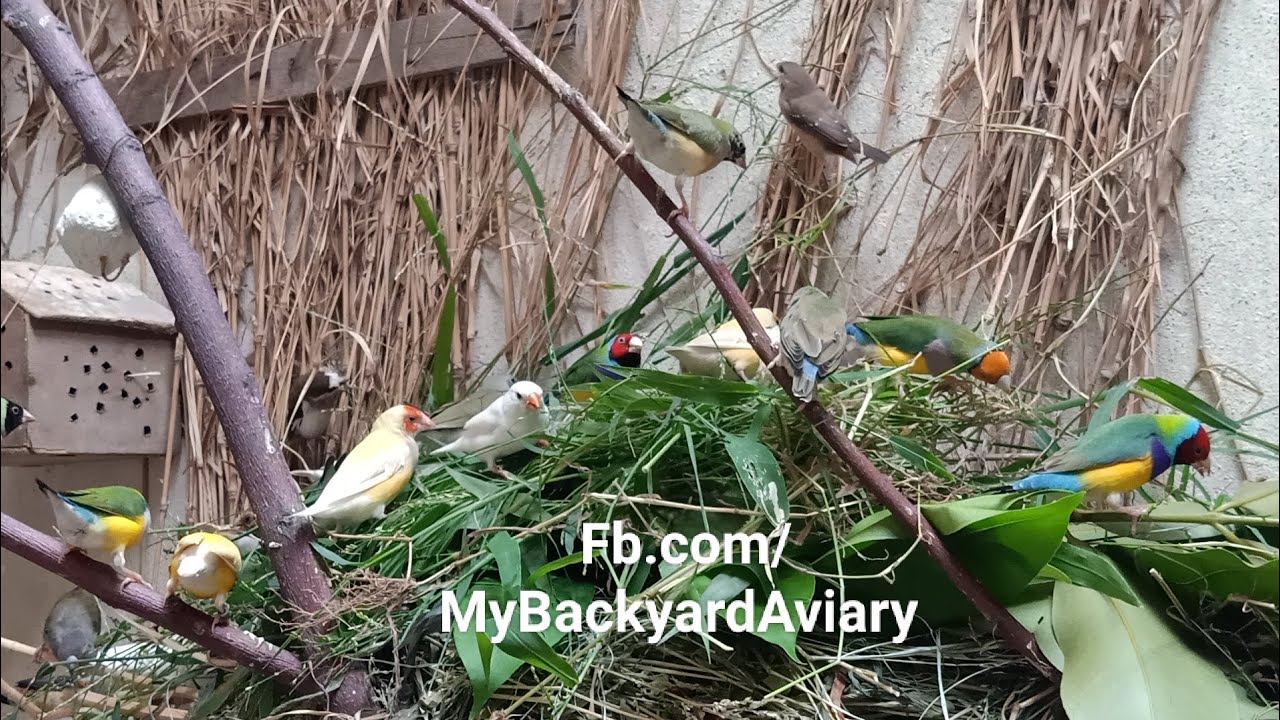Gouldian Finches Colony Breeding Setup - YouTube