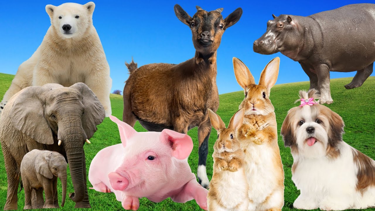 Adorable Farm Animals: Goat, Hippo, Elephant, Dog, Pig - Fun Animal ...