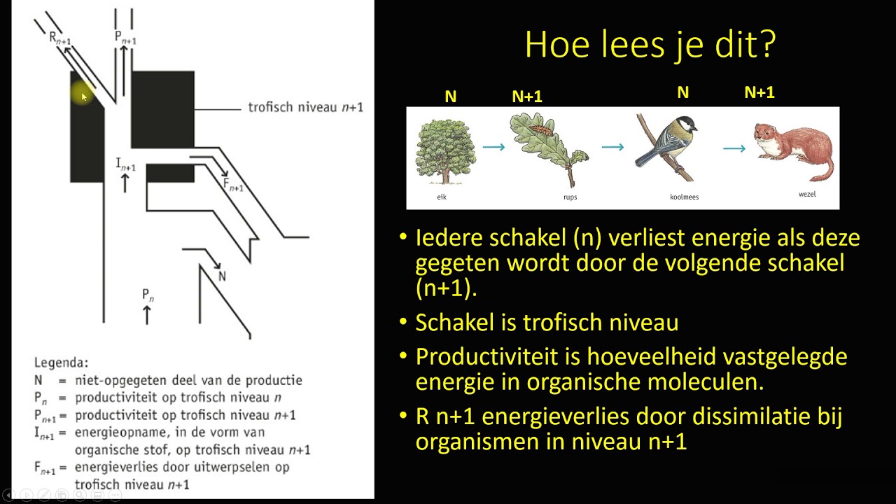 energiestromen ecologie VWO Bruto en netto primaire productie - YouTube