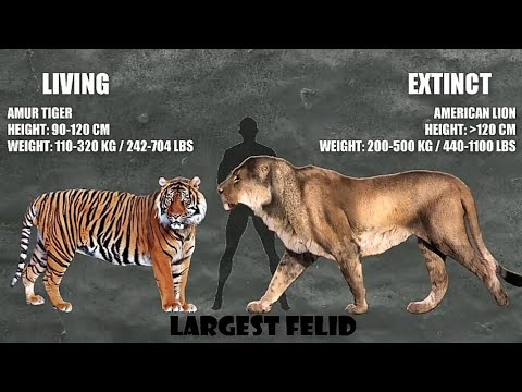 Animal Comparison | Extinct vs Living - YouTube