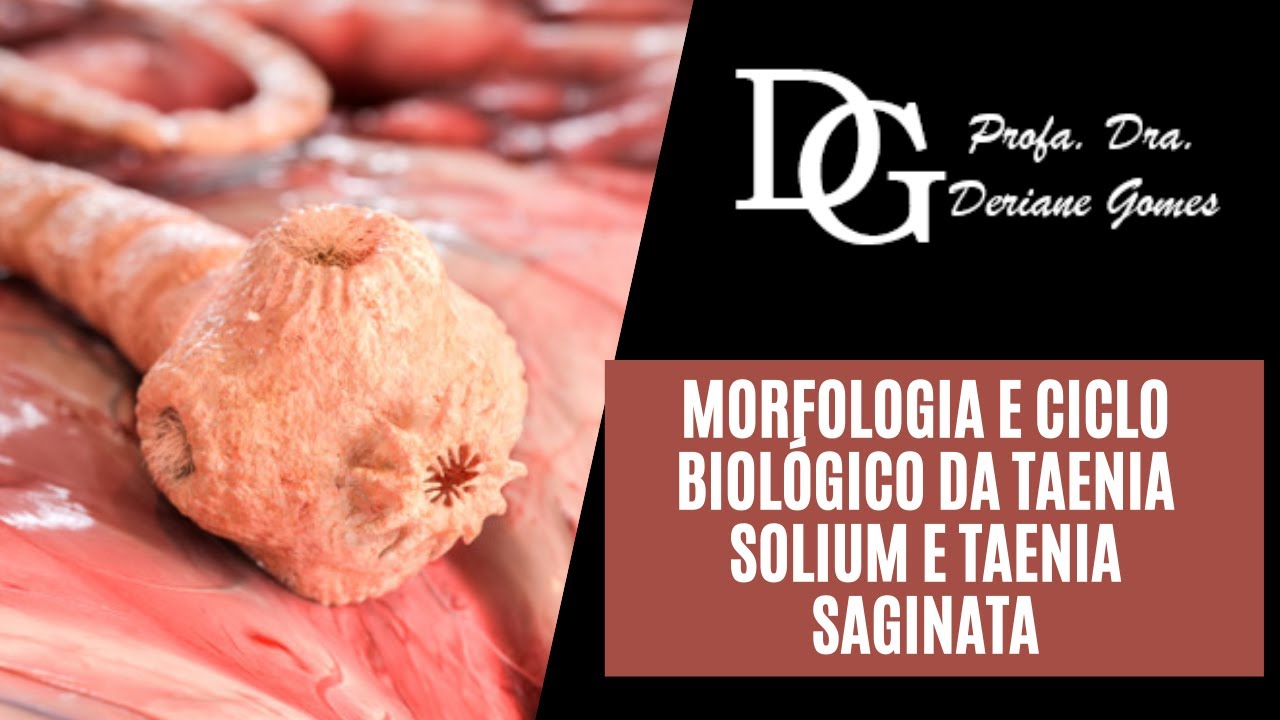 086. Morfologia e Ciclo Biológico da Taenia solium e Taenia saginata # ...