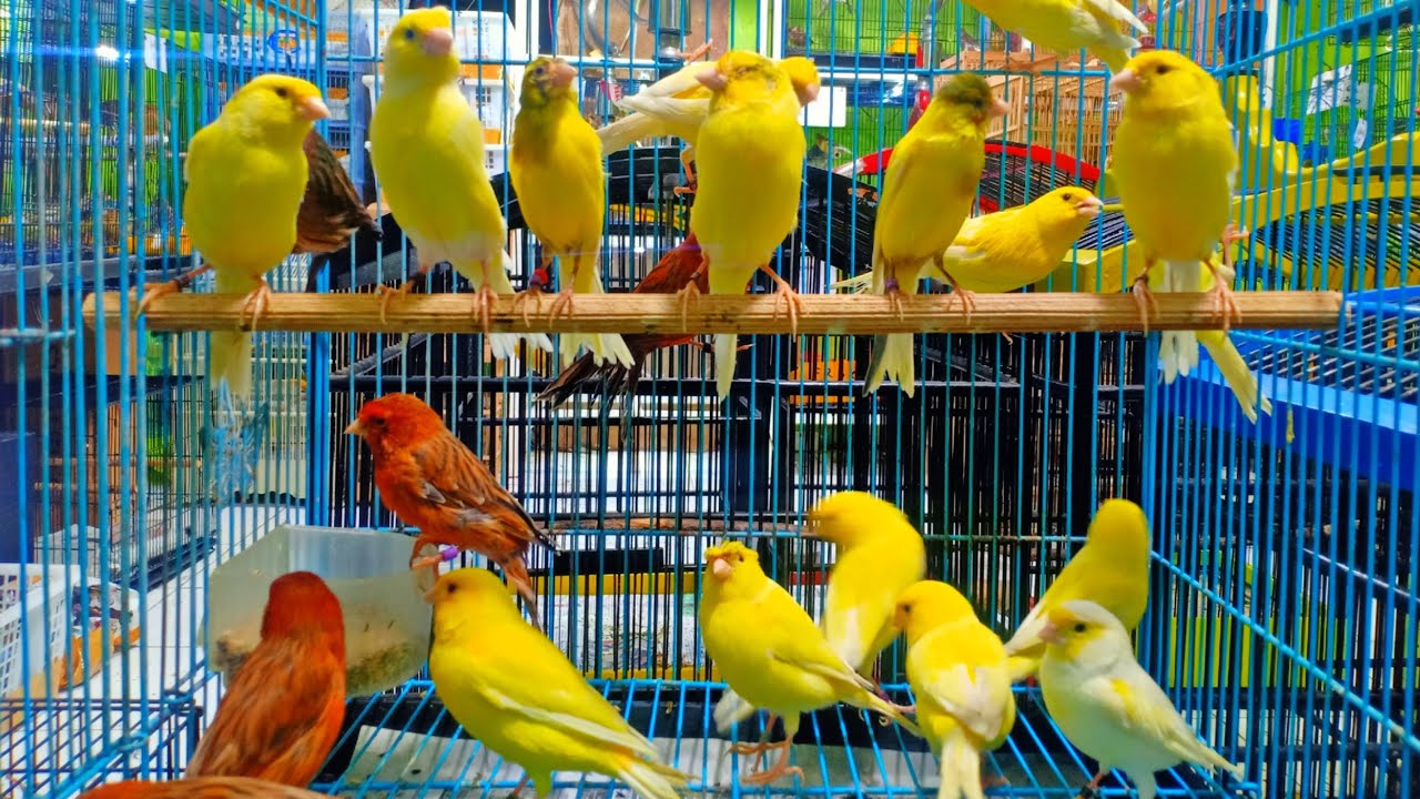 OBRAL HARGA ! CUMA DISINI BURUNG KENARI MEWAH HARGA KAKI LIMA - YouTube