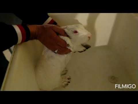 PAPOO MY BUNNY SHOWER TIME | DESI CANADIAN VLOGGER