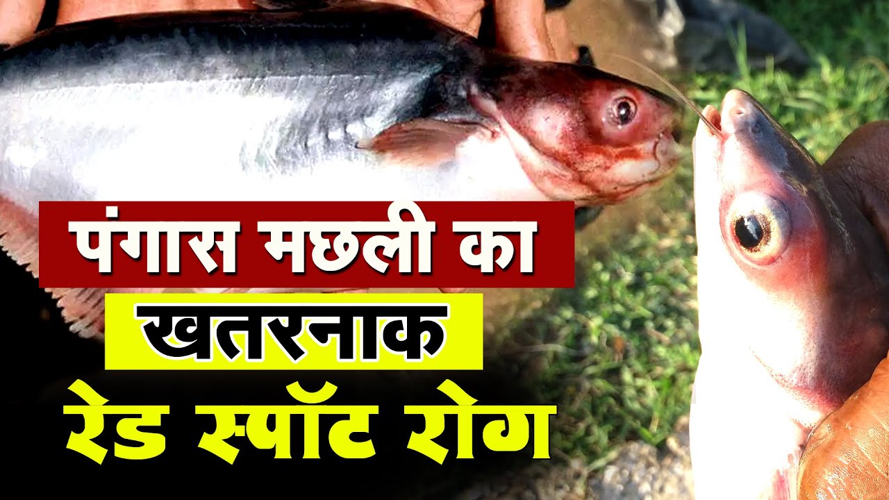 Pangasius Red spot Disease & treatment-पंगास मछली का खतरनाक रेड स्पॉट ...