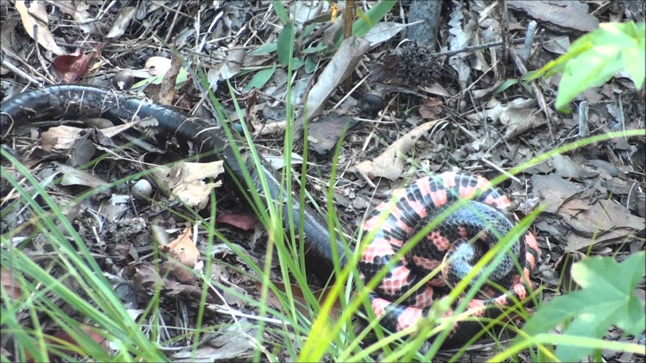 Rat Snake Versus Legless Lizard - YouTube