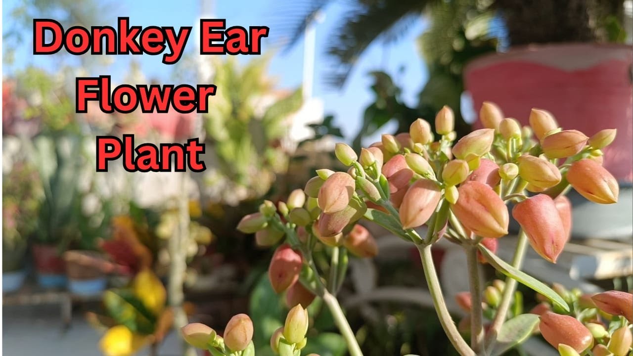 Donkey Ear Flower Plant Care|| Kalanchoe Variety|| Donkey Ear Blooming ...