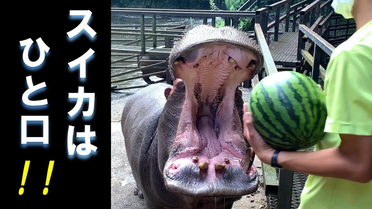 カバの食事 まとめ編 hippopotamus in Japan - YouTube