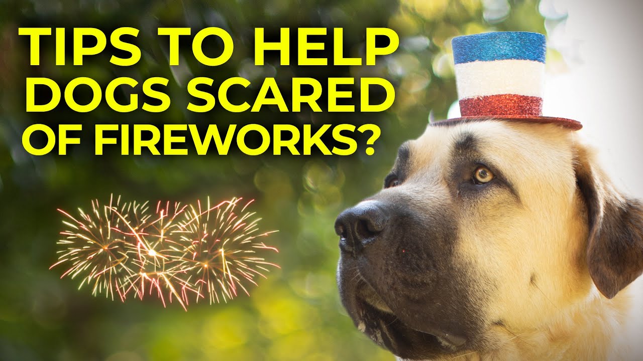 Is Your Dog Scared of Fireworks? Tips to Help Anxiety and to Keep Your ...