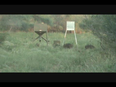 Rancho Cobre, Marranos de Monte - YouTube