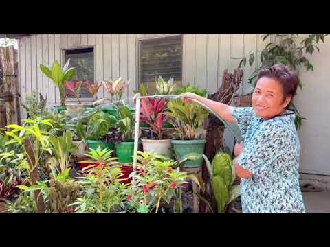 Morning Routine : Watering my Plants | Lala Lucy - YouTube