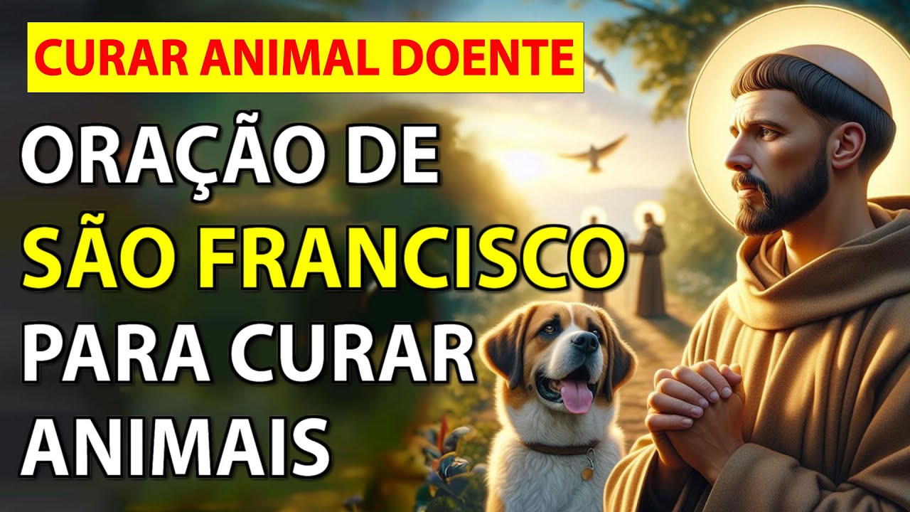Oração para um animal doente - São Francisco de Assis - YouTube
