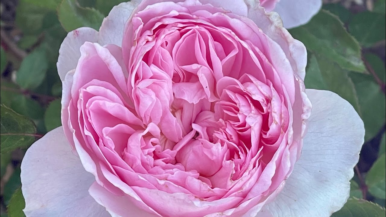 David Austin rose Silas Marner | English Shrub Rose | Rose gardening in Phoenix | Silas Marner ...
