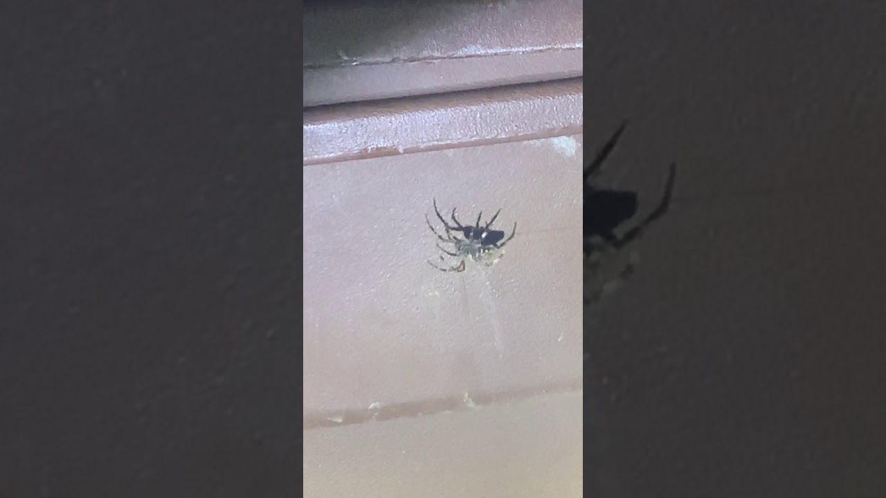 Scary BIG SPIDER on my trash can in San Clemente - YouTube
