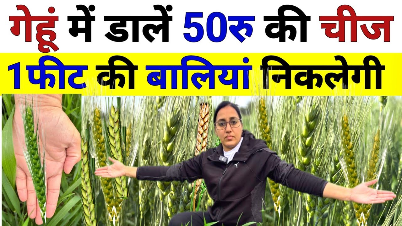 गेहूं की बालियां लंबी कैसे करें | gehu ka utpadan kaise badhaye | gehu ...