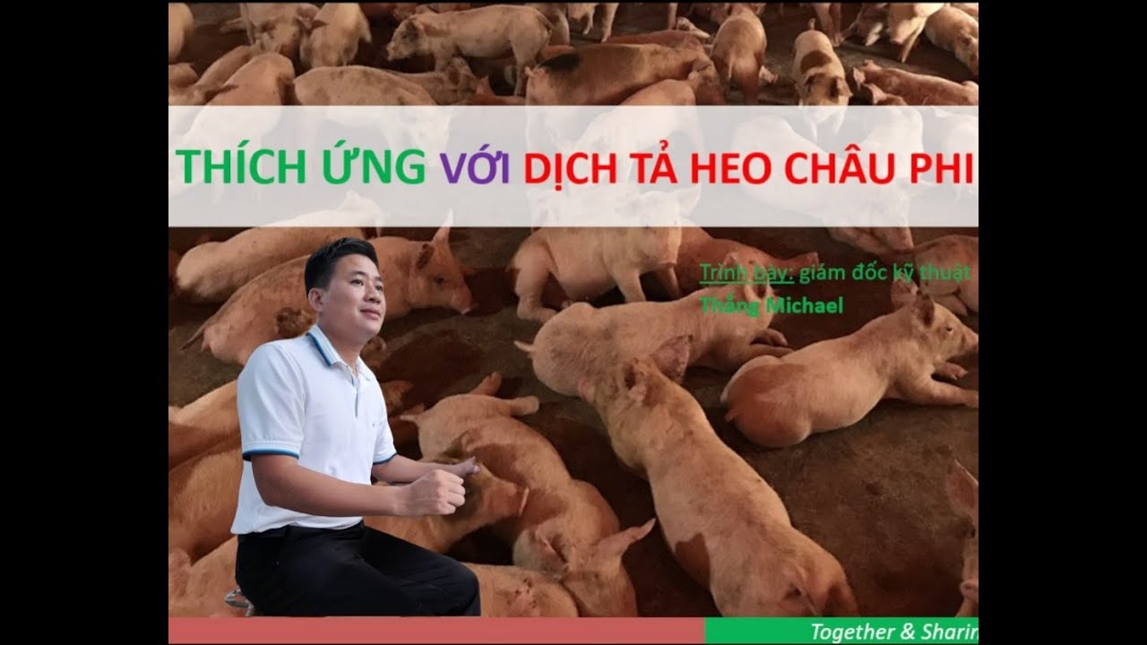 THÍCH ỨNG với DỊCH TẢ HEO CHÂU PHI | ASF | Thắng Michael #asf #pig ...