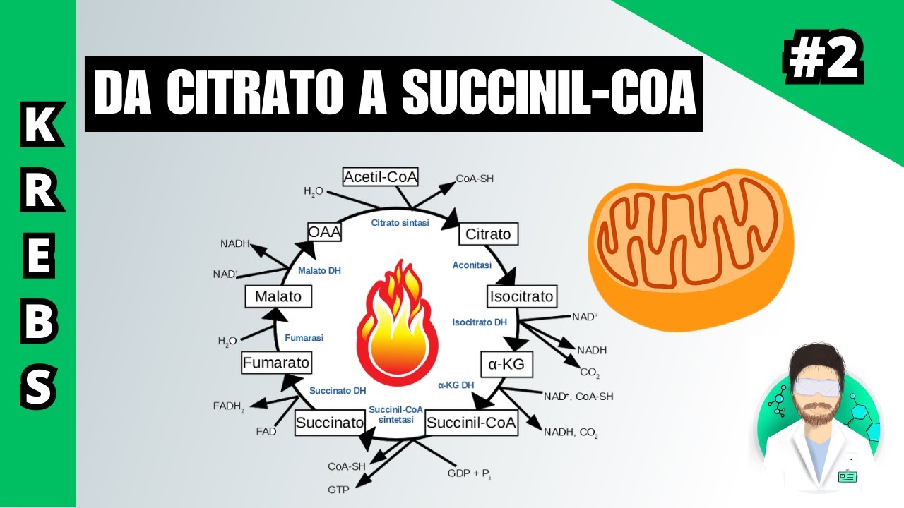 Ciclo di Krebs #2 - Da Citrato a Succinil-CoA - YouTube