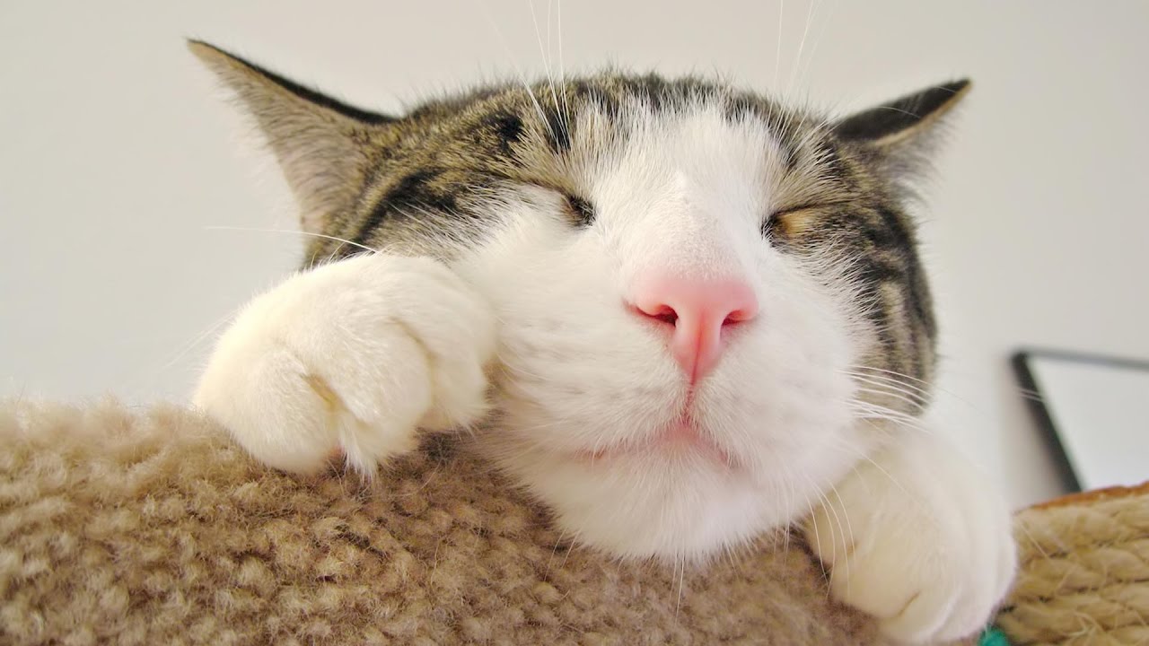 Funny Cats Compilation 2017 - Best Funny Cat Videos Ever - YouTube