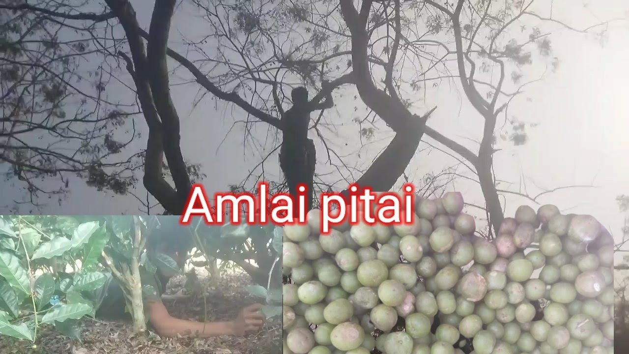 Amlai pitai lainai - YouTube