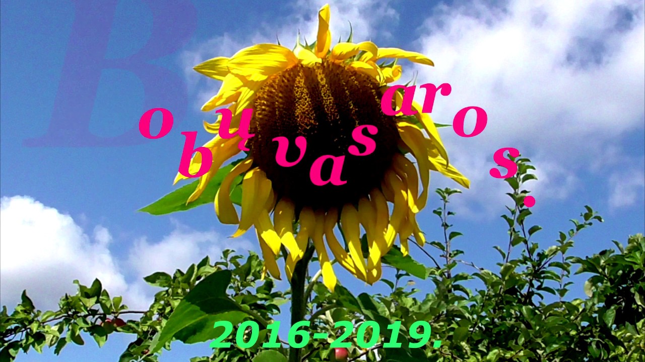 Bobų vasara 2016- 2019.Mažeikiai. - YouTube