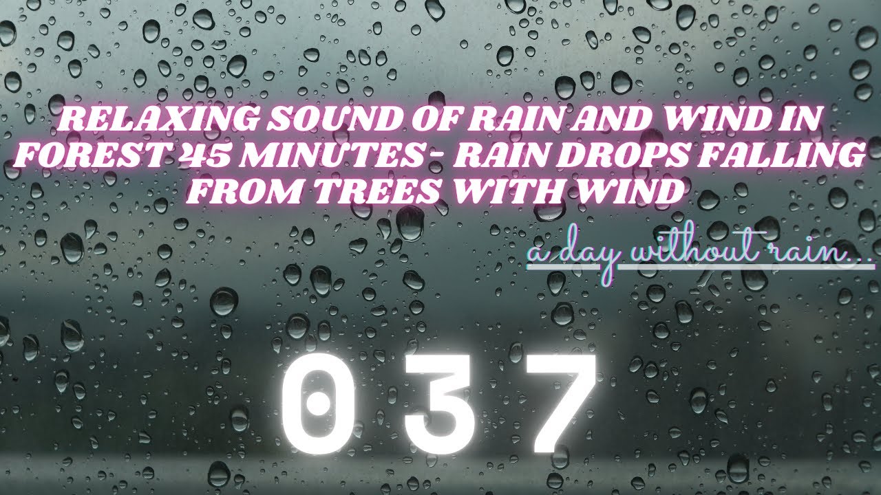 Relaxing Sound of Rain and Wind in Forest 1 Hour / Rain Drops Falling ...