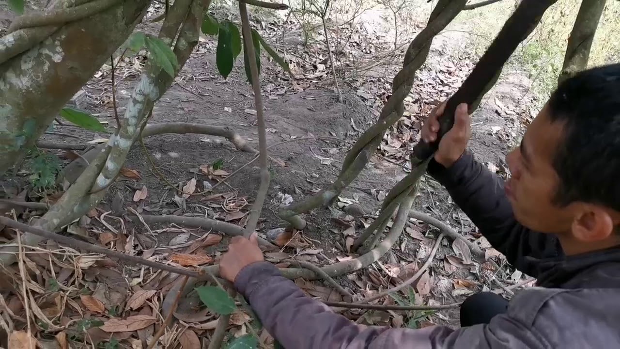 JENU, Tanaman Super Langka Untuk Mencari Ikan Di Jaman Purba Dan Bisa ...