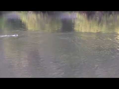 River otters on the Colorado river - YouTube