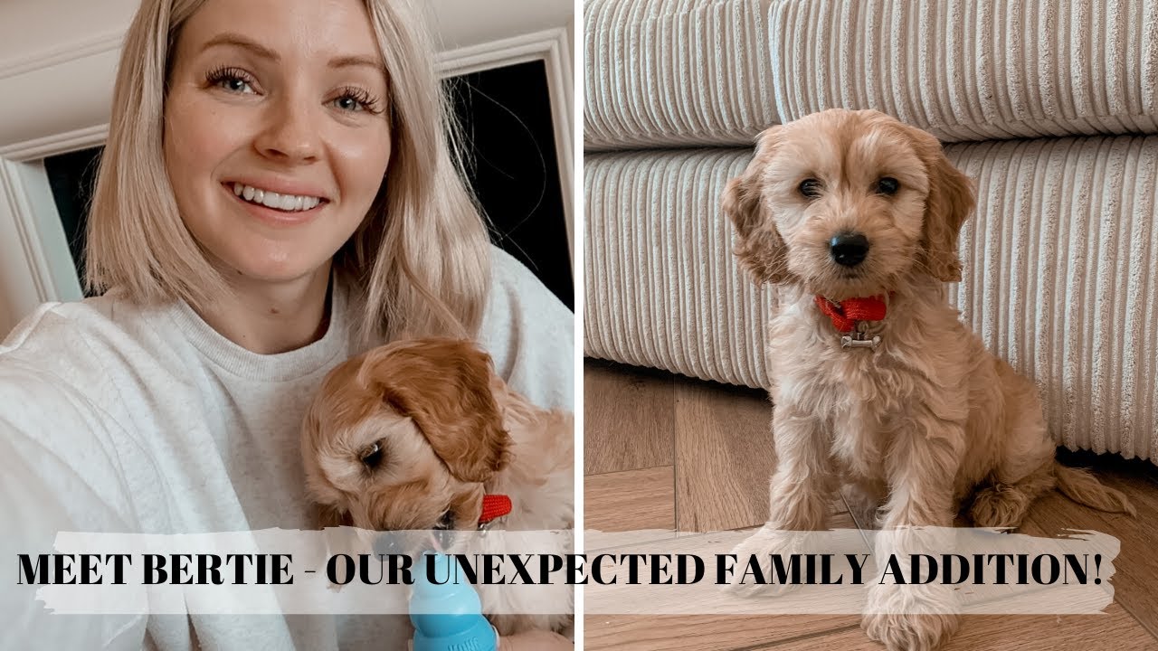 OUR UNEXPECTED FAMILY ADDITION! MEET BERTIE THE COCKAPOO - YouTube