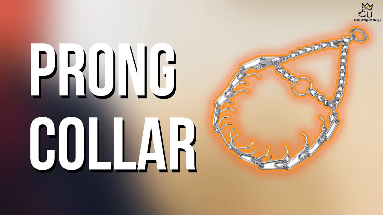 Prong Collar Tips and Fitting - YouTube
