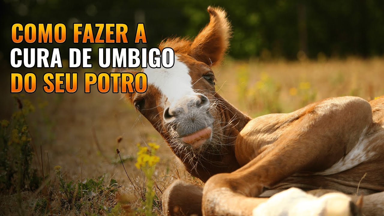 CURA DE UMBIGO EM POTROS - YouTube