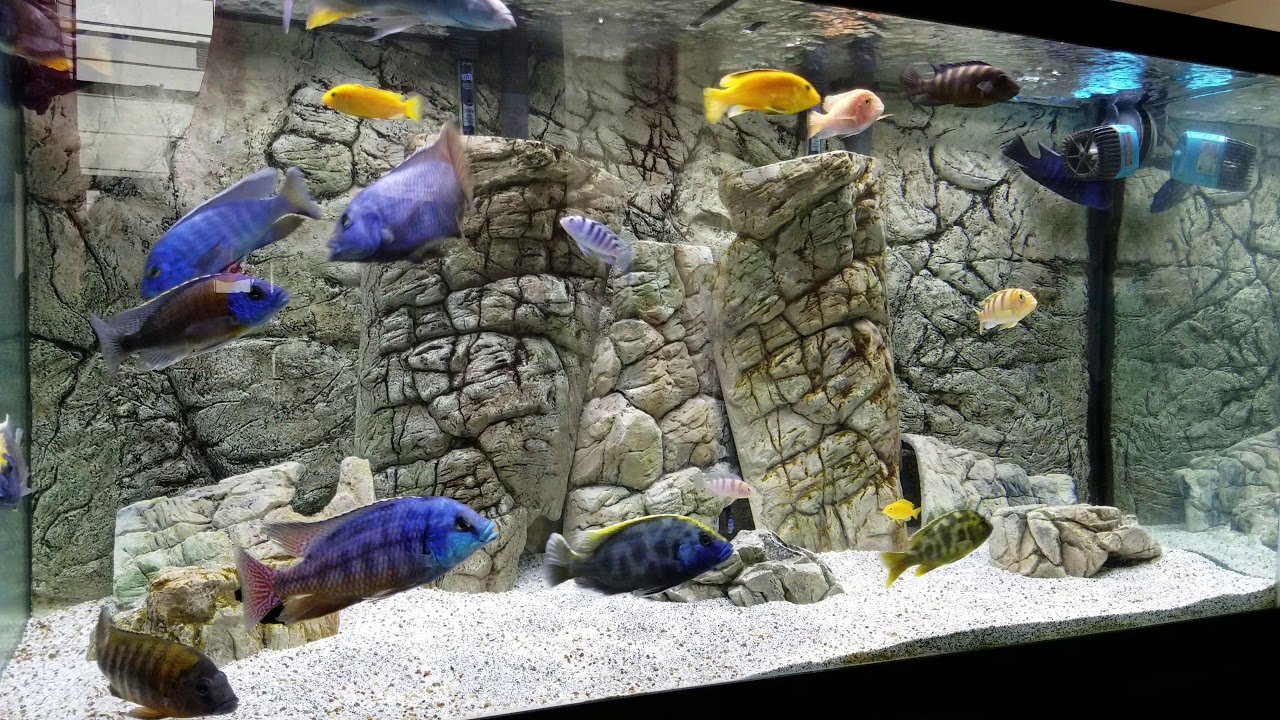 African cichlids mix tank update. - YouTube