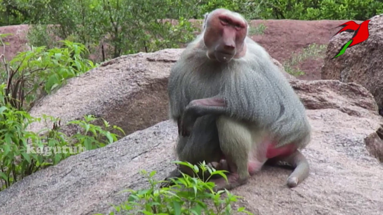 The Ultimate Funniest Monkey Stealing Things | Funny Monkeys ...