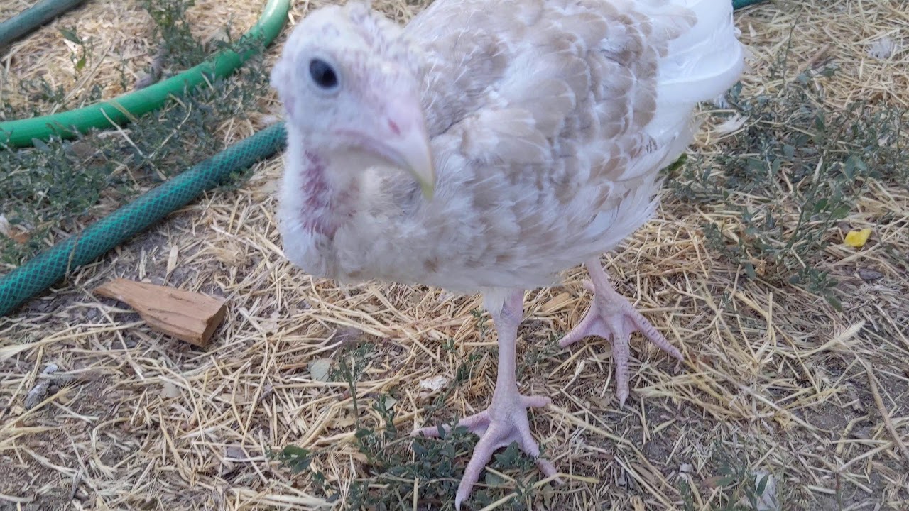 Poult with strange gait 1 - YouTube