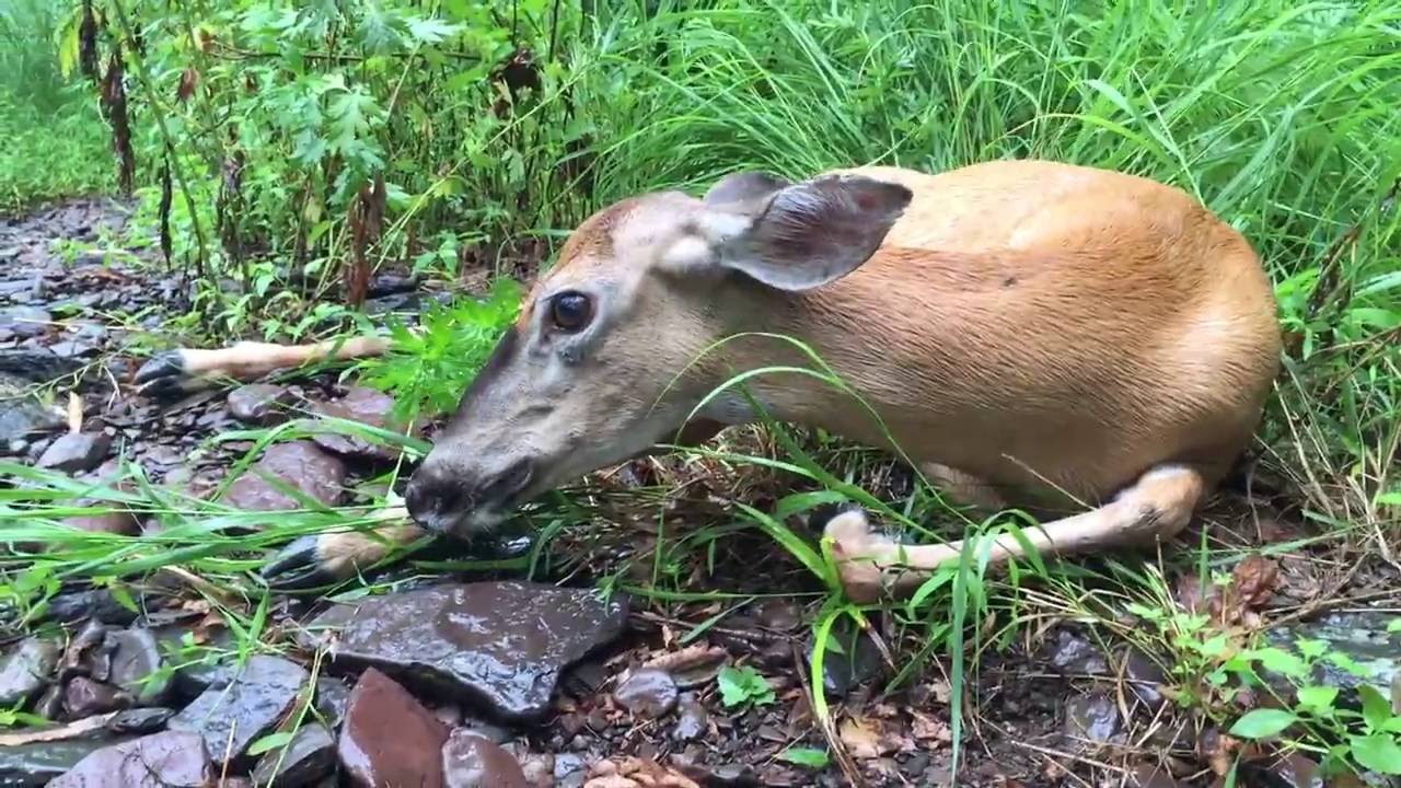 Encountered poor DEER with BROKEN leg - YouTube