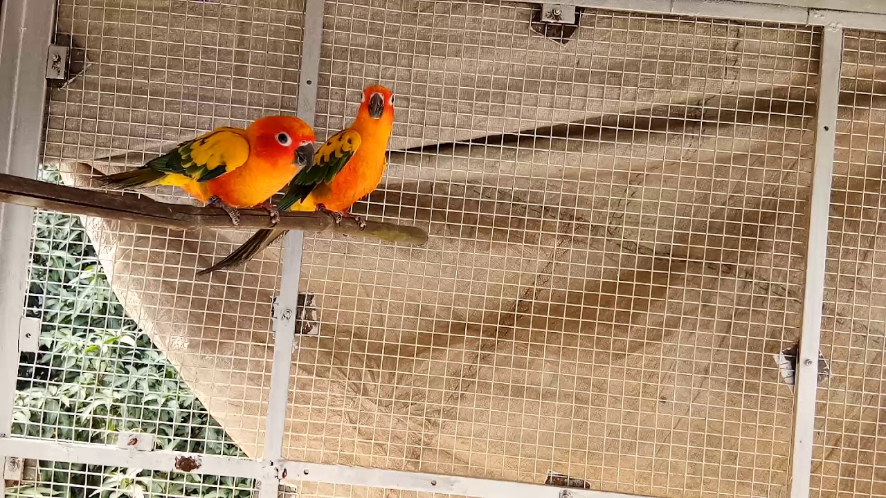 Red factor sun conure. - YouTube
